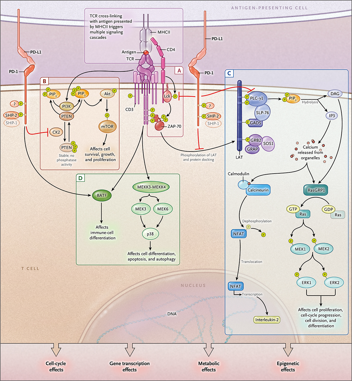 PD-1检查点通路的分子和生化特征 - NEJM医学前沿
